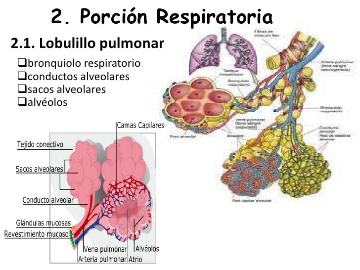 aparato respiratorio