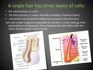 Hair and Nails | PPTX