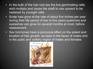 Hair and Nails | PPTX