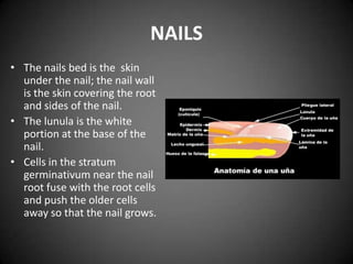 Hair and Nails | PPTX