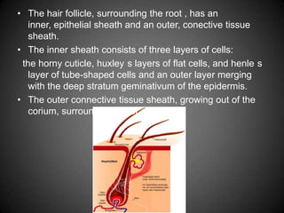 Hair and Nails | PPTX