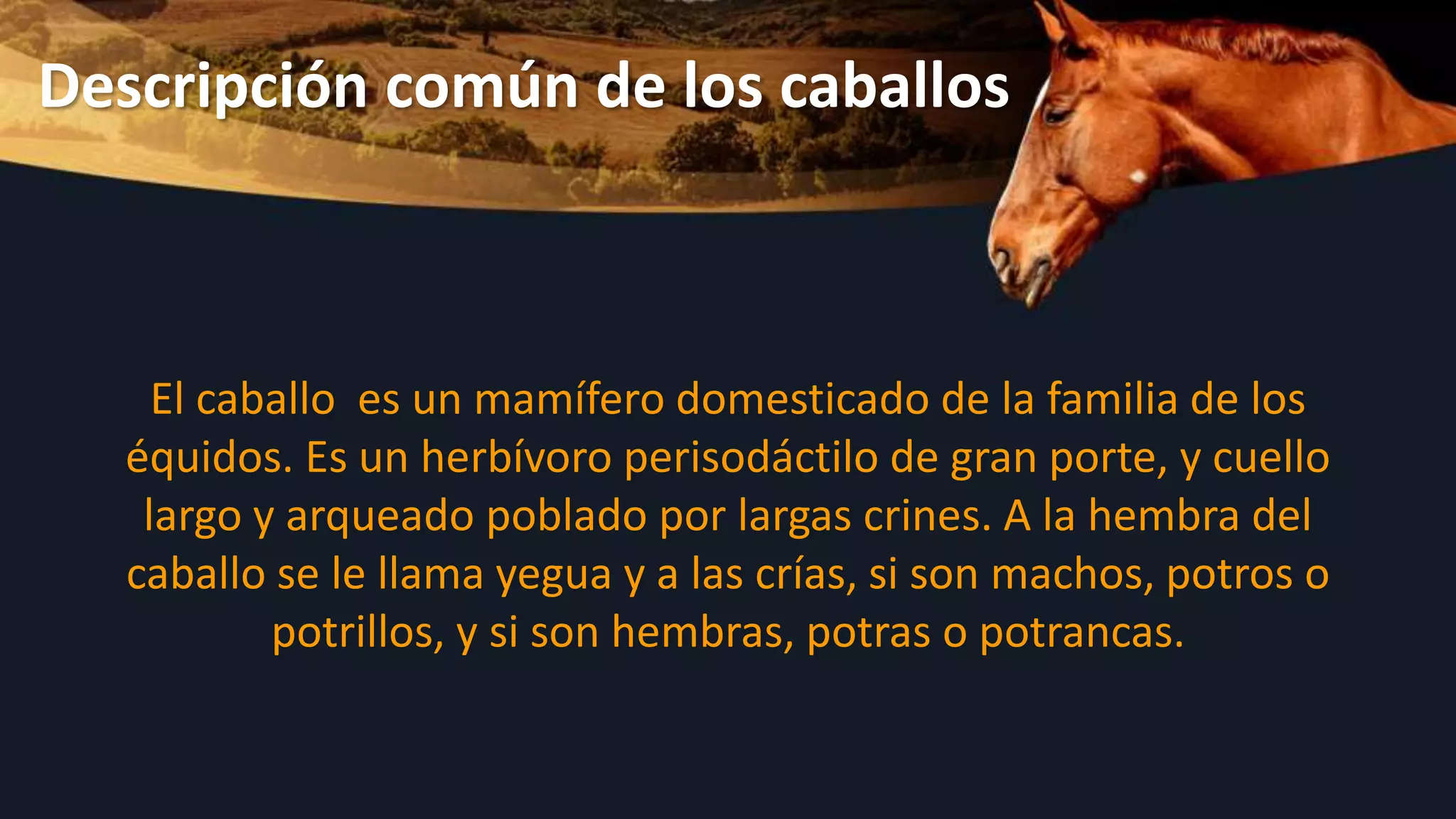Caballos (EQUINOS) | PPTX