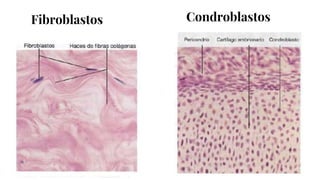 MORFOFISIOLOGÍA DEL TEJIDO CONJUNTIVO | PPTX