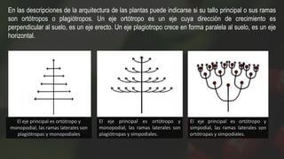 Renovación y poda de los Cafetales | PPTX