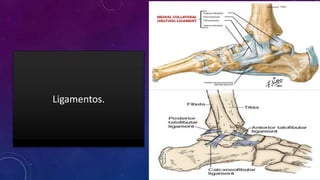 tenodesis | PPTX