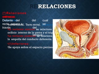 Anatomía del aparato reproductor masculino | PPTX