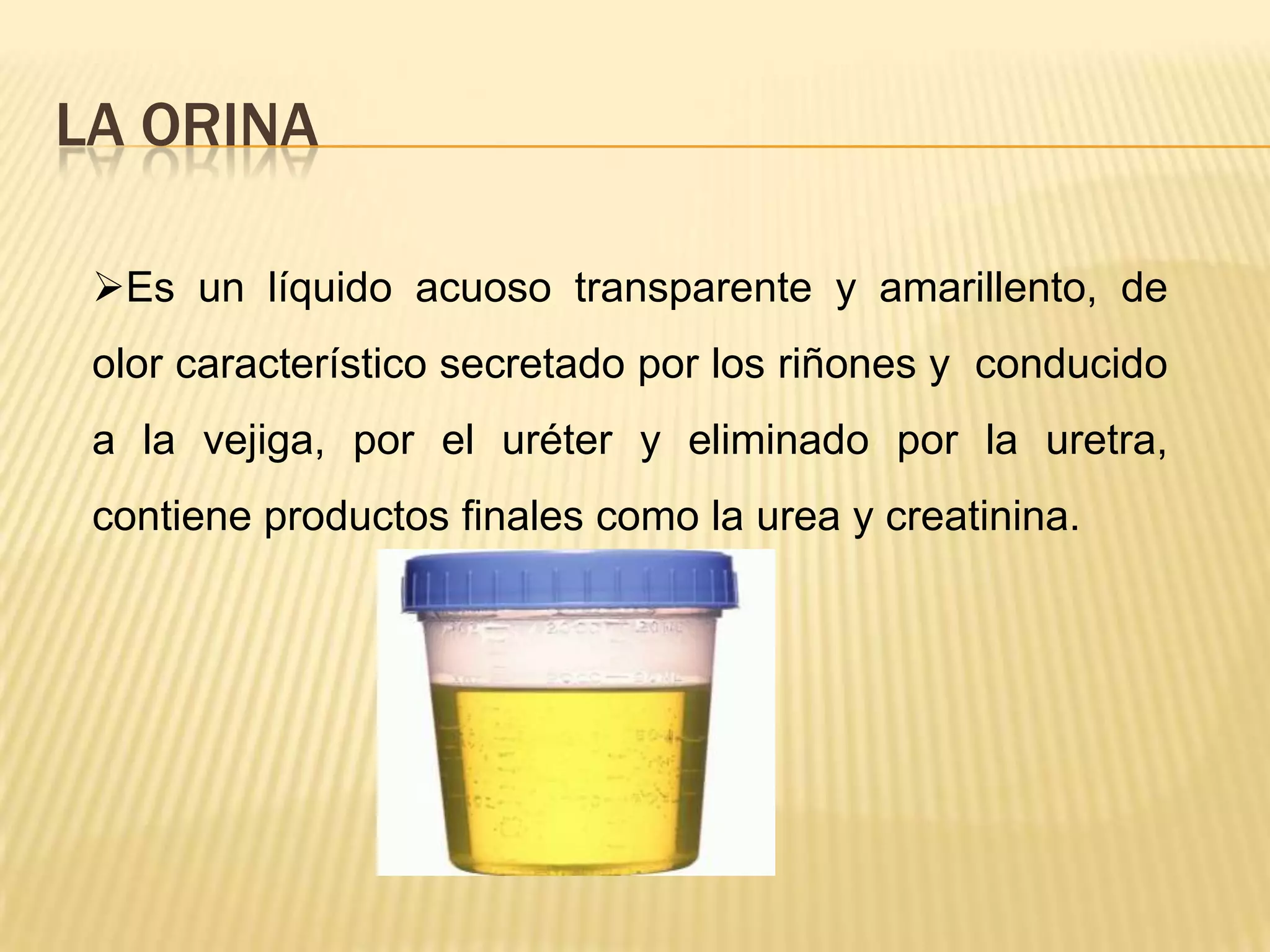 Valores de la orina | PPTX | Chemistry | Science