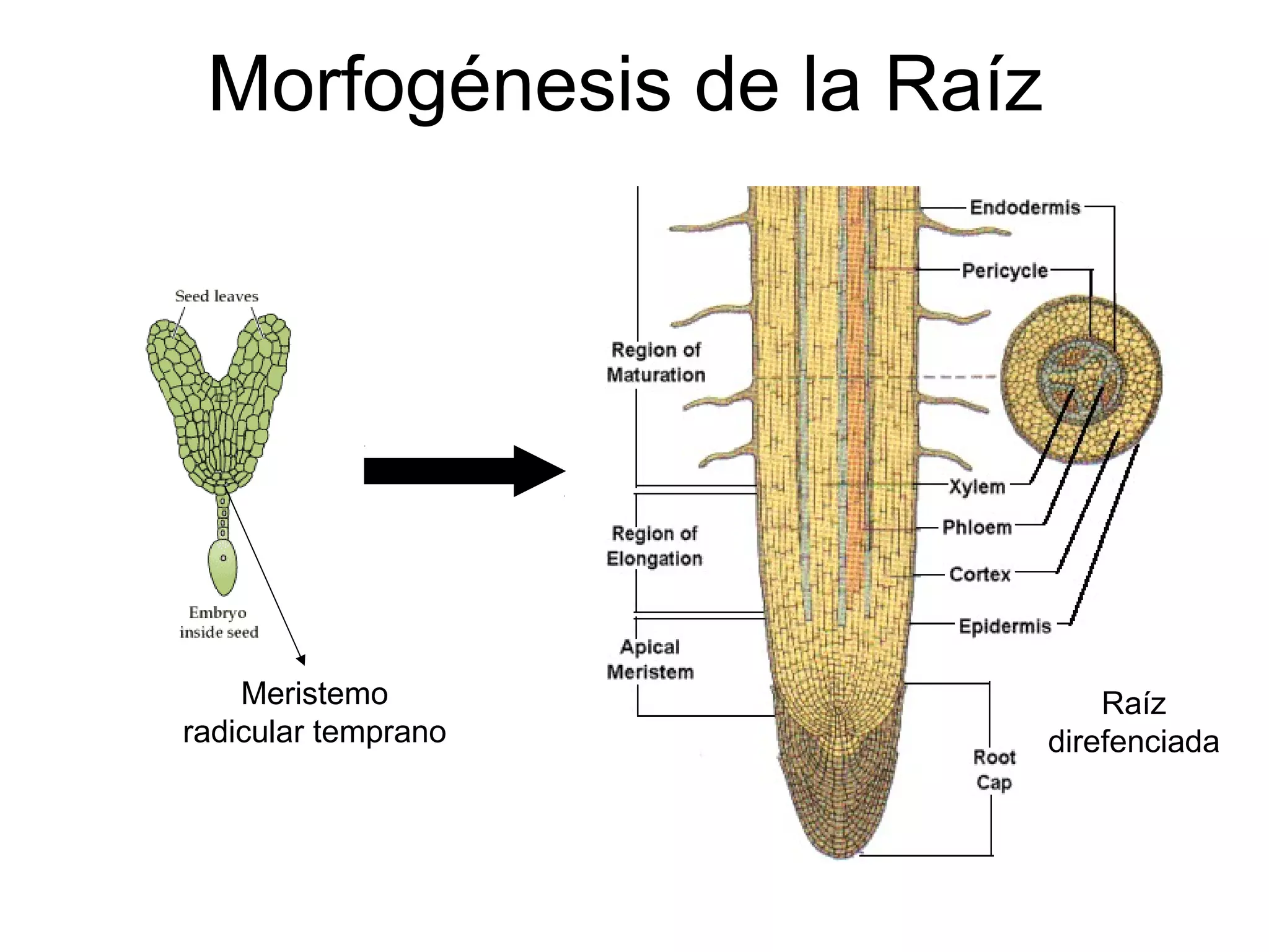 Embriogénesis Zigótica Vegetal y Morfogénesis de la Raíz | PPT