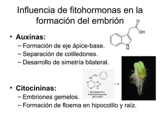Embriogénesis Zigótica Vegetal y Morfogénesis de la Raíz | PPT