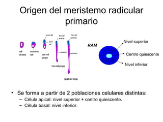 Embriogénesis Zigótica Vegetal y Morfogénesis de la Raíz | PPT