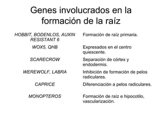 Embriogénesis Zigótica Vegetal y Morfogénesis de la Raíz | PPT