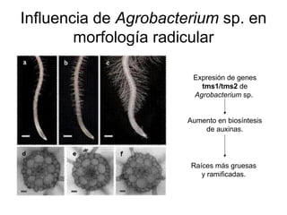 Embriogénesis Zigótica Vegetal y Morfogénesis de la Raíz | PPT