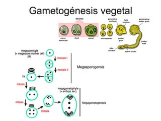 Embriogénesis Zigótica Vegetal y Morfogénesis de la Raíz | PPT