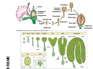 Embriogénesis Zigótica Vegetal y Morfogénesis de la Raíz | PPT