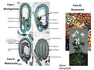 Embriogénesis Zigótica Vegetal y Morfogénesis de la Raíz | PPT