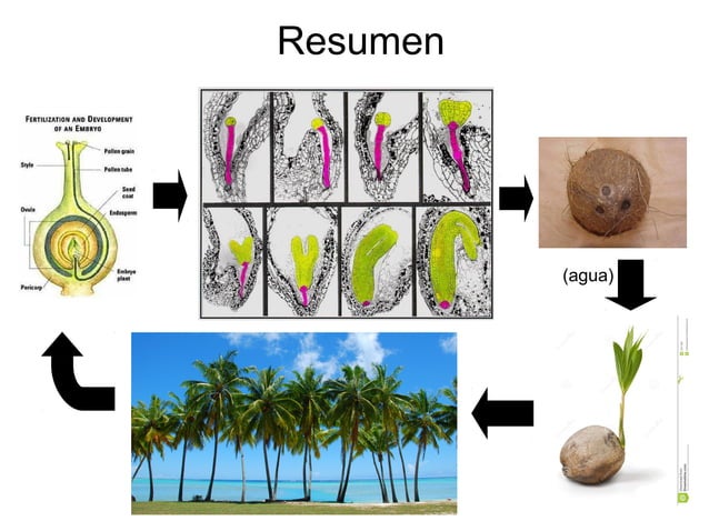 Embriogénesis Zigótica Vegetal y Morfogénesis de la Raíz | PPT