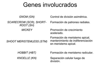 Embriogénesis Zigótica Vegetal y Morfogénesis de la Raíz | PPT