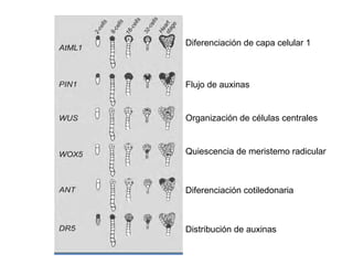 Embriogénesis Zigótica Vegetal y Morfogénesis de la Raíz | PPT