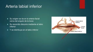 Expo venas y arterias | PPTX