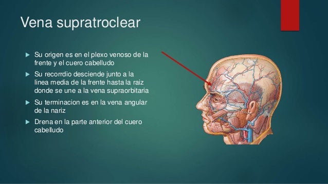 Expo venas y arterias