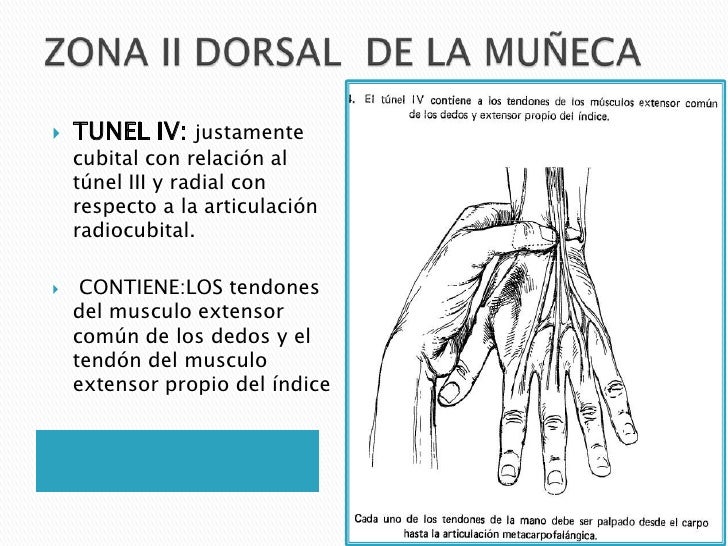 SEMIOLOGIA DE MUÑECA Y MANO