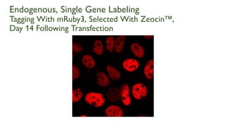 Creating Better Gene-Edited Cell Lines with the FAST-HDR System | PDF