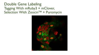 Creating Better Gene-Edited Cell Lines with the FAST-HDR System | PDF