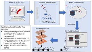 Creating Better Gene-Edited Cell Lines with the FAST-HDR System | PDF