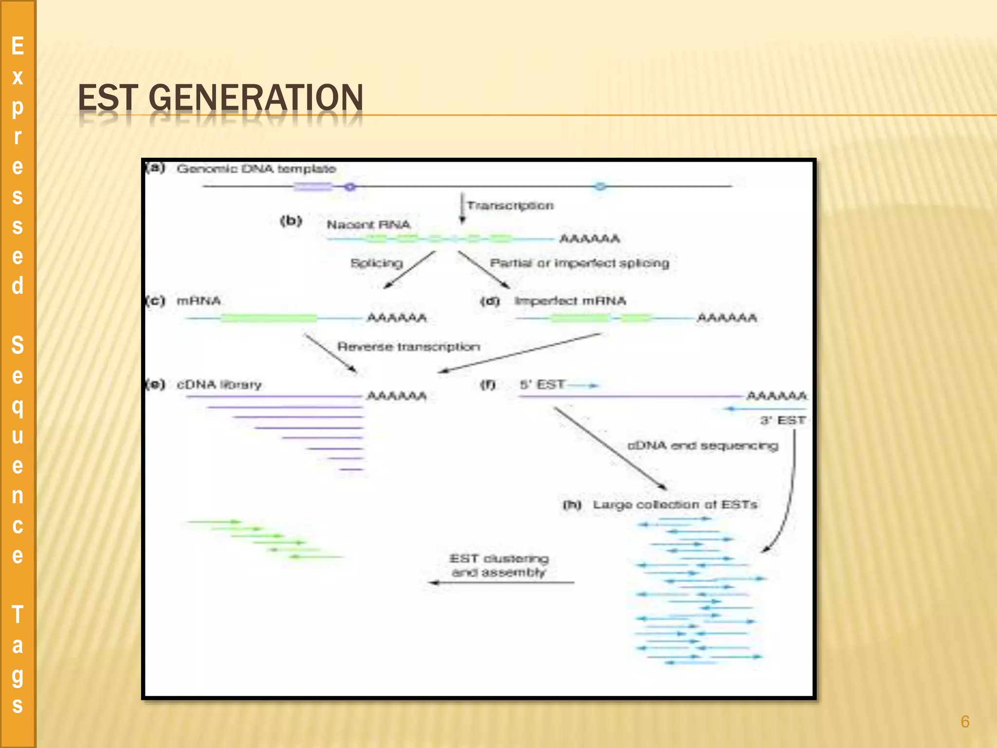 Expressed sequence tag (EST), molecular marker | PPT Expressed sequence tag (EST), molecular marker | PPT