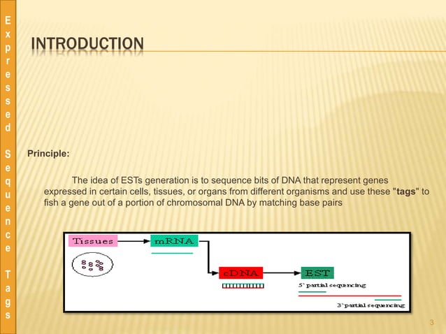 Expressed sequence tag (EST), molecular marker | PPT Expressed sequence tag (EST), molecular marker | PPT