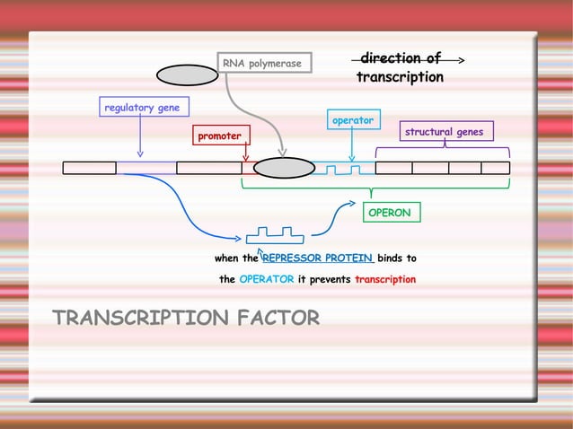Describe - Gene Expression | PPT | Genetics | Science