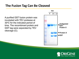expression of tev in e.coli -validation.ppt