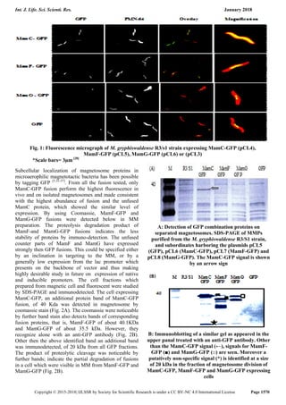 Expression and localization_of_gene_encoding_biomineralization_in ...