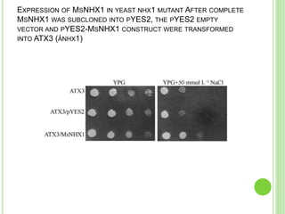 Expression of a vascular na+ | PPT