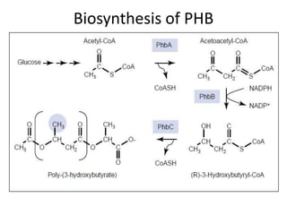 Expression of Biodegradable plastics in Plants | PPTX