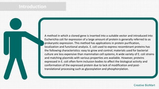 Expression of proteins in prokaryotes | PPT