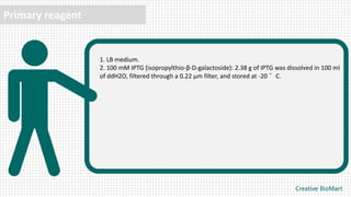 Expression of proteins in prokaryotes | PPT
