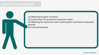 Expression of proteins in prokaryotes | PPT