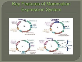 Expression of recombinant proteins in mammalian cell lines | PPTX