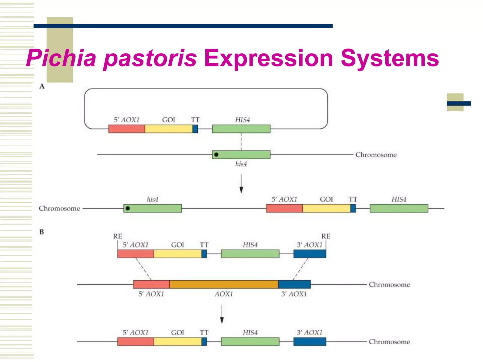 Expression system final | PPTX