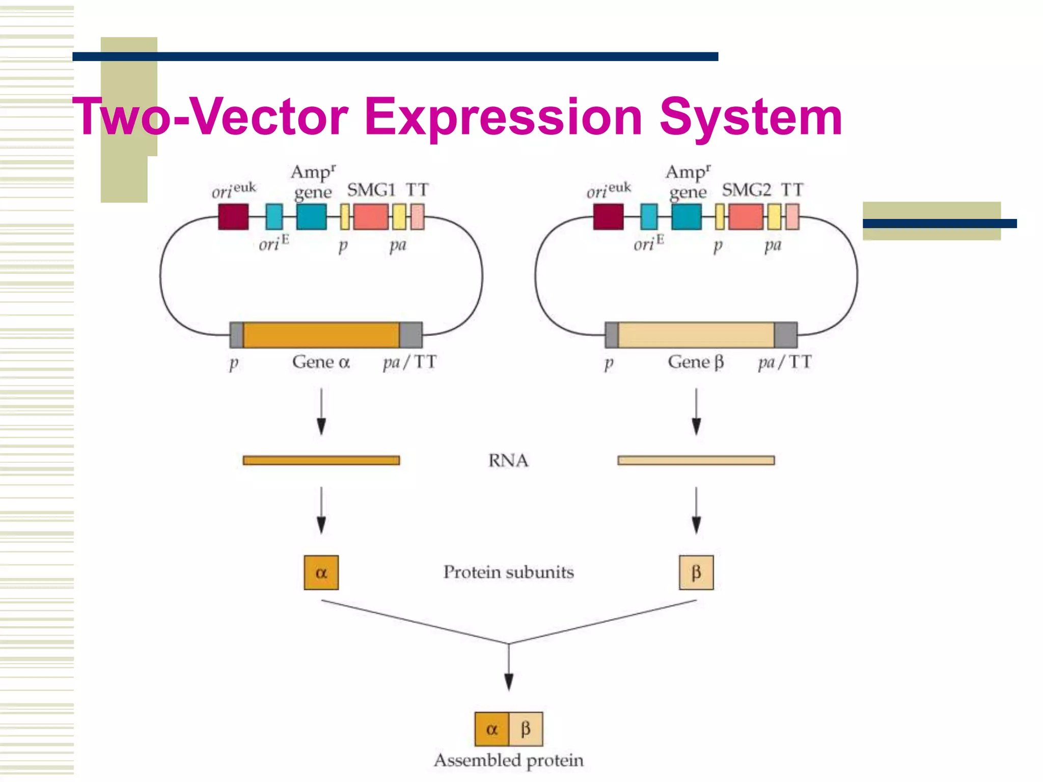 Expression system final | PPTX