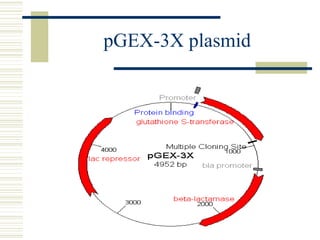 Expression system final | PPTX