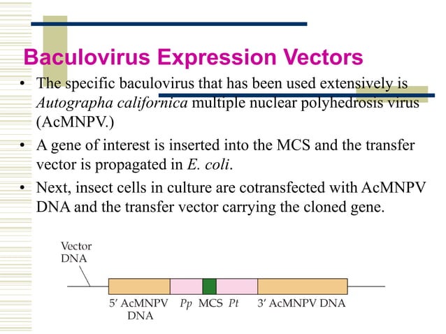 Expression system final | PPTX | Programming Languages | Computing