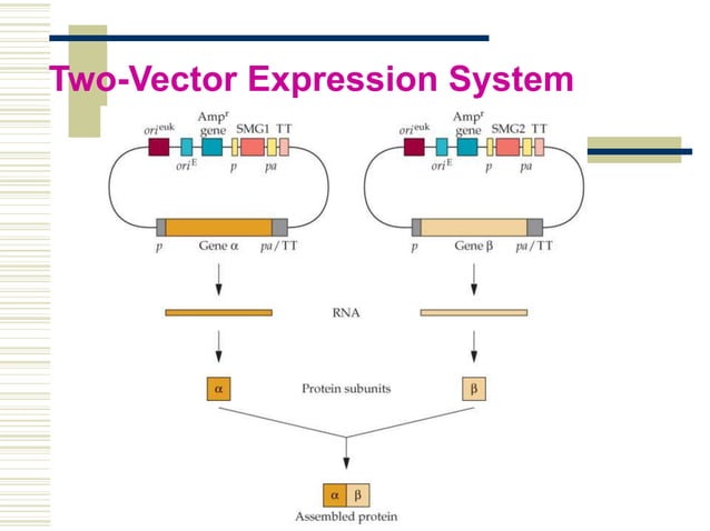 Expression system final | PPTX | Programming Languages | Computing