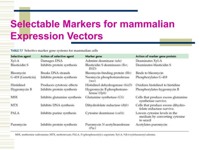 Expression system final | PPTX | Programming Languages | Computing