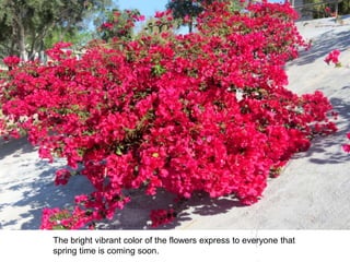 Expression through color | PPT