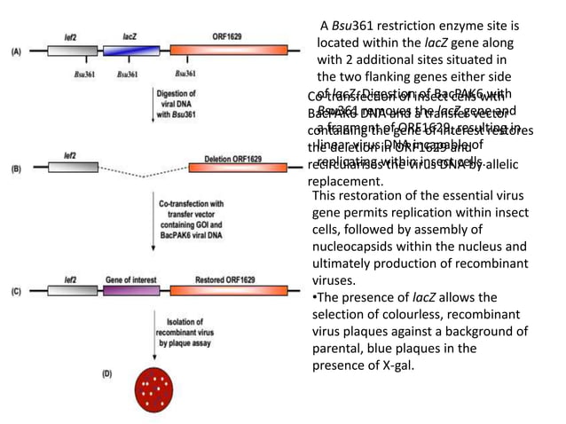 Expression vector, baculovirus expression vector | PPTX | Programming Languages | Computing