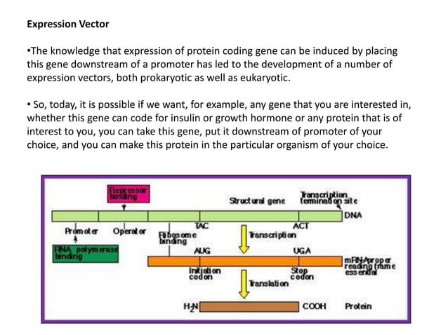 Expression vector, baculovirus expression vector | PPTX | Programming Languages | Computing