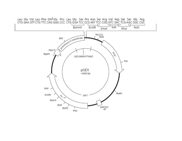 expression vectors.pdf