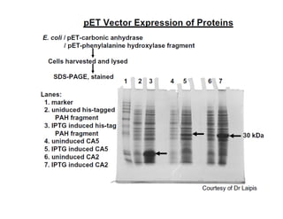expression vectors.pdf